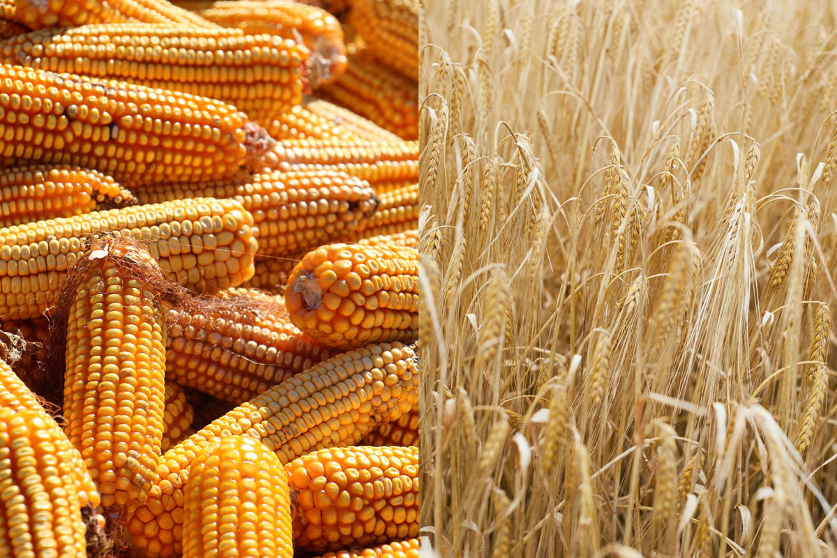 Bourbon vs. Rye: What's the Difference?